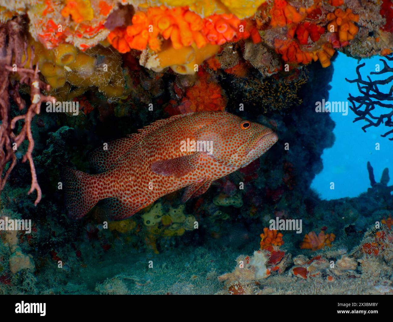 Caribbean grouper (Cephalopholis cruentata), dive site wreck of the USS ...