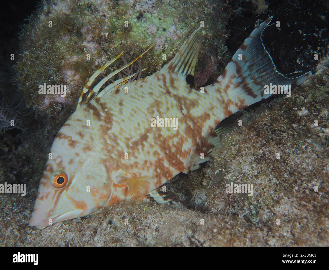 Hogfish (Lachnolaimus maximus), changes colour, dive site John ...