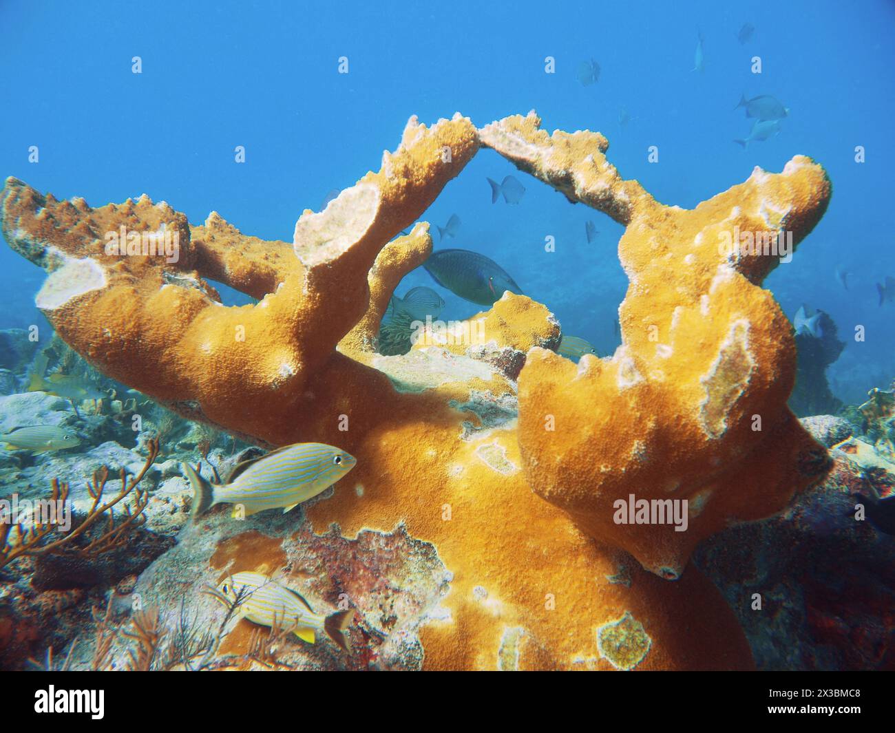 Fascinating underwater view of a living coral reef with fish. elkhorn ...