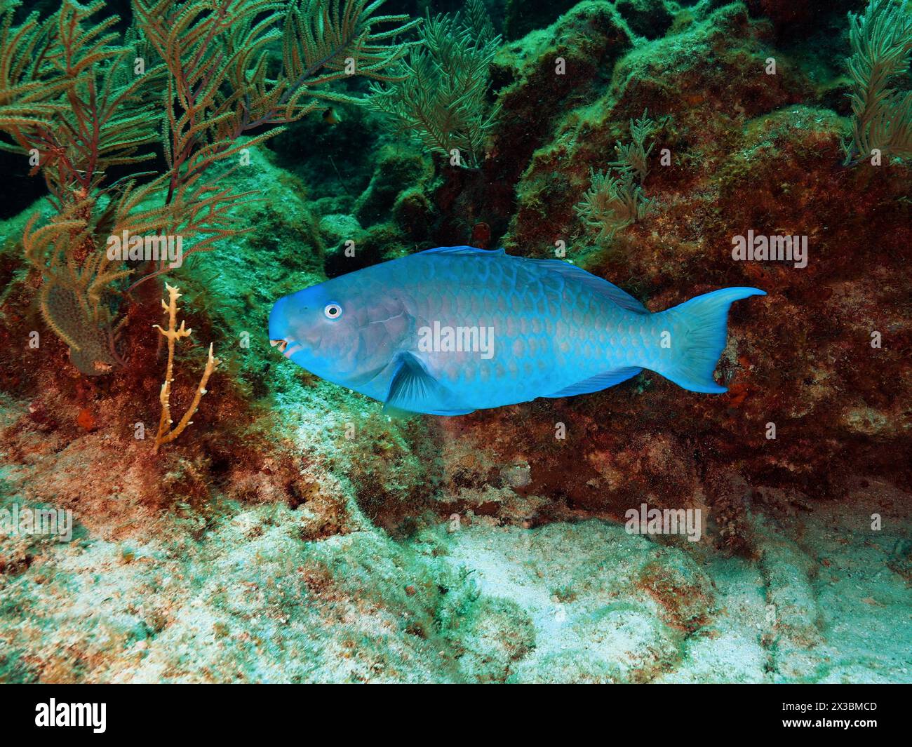 Scarus coeruleus hi-res stock photography and images - Alamy