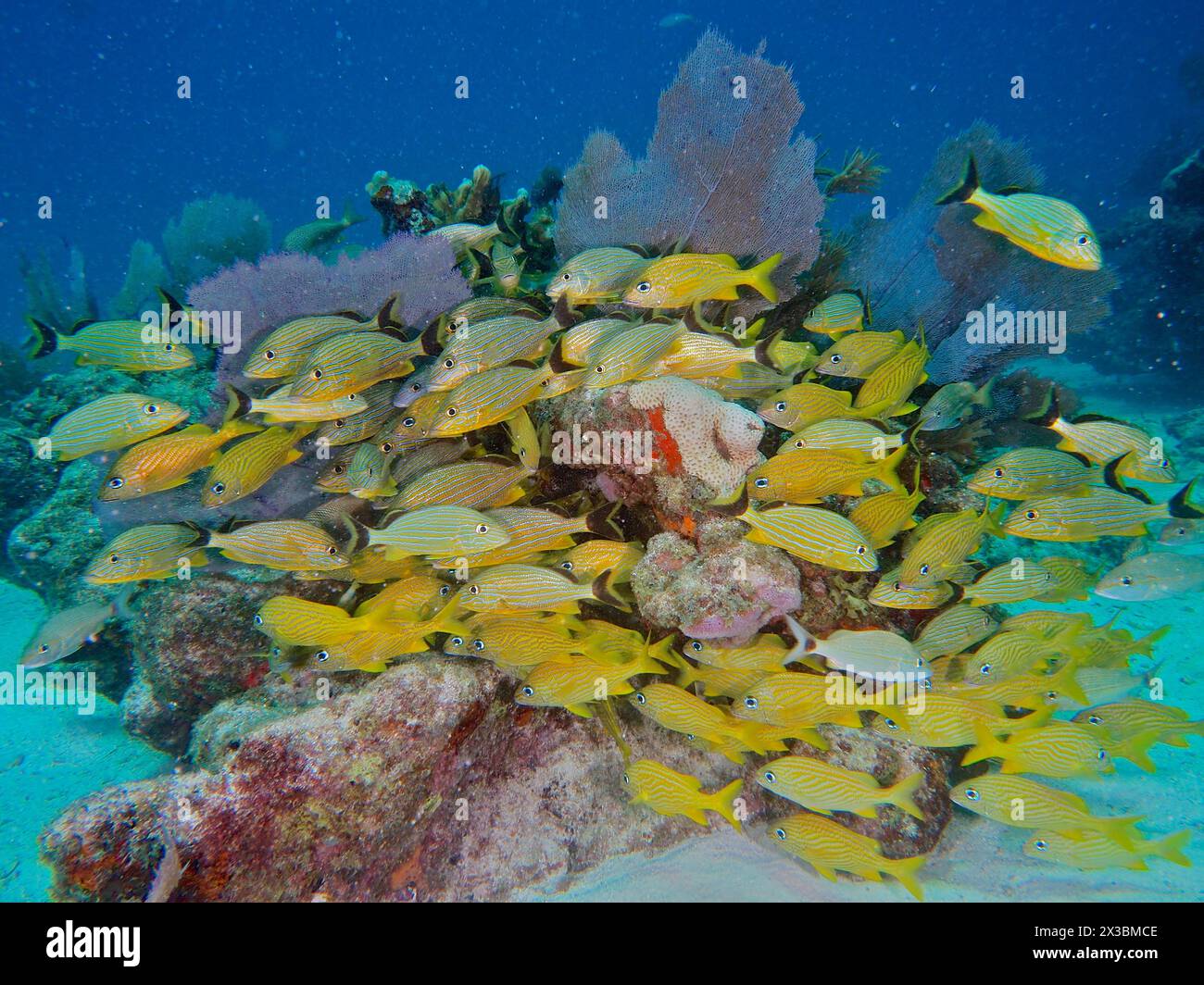A dense shoal of yellow fish, bluestriped grunt (Haemulon sciurus) and ...