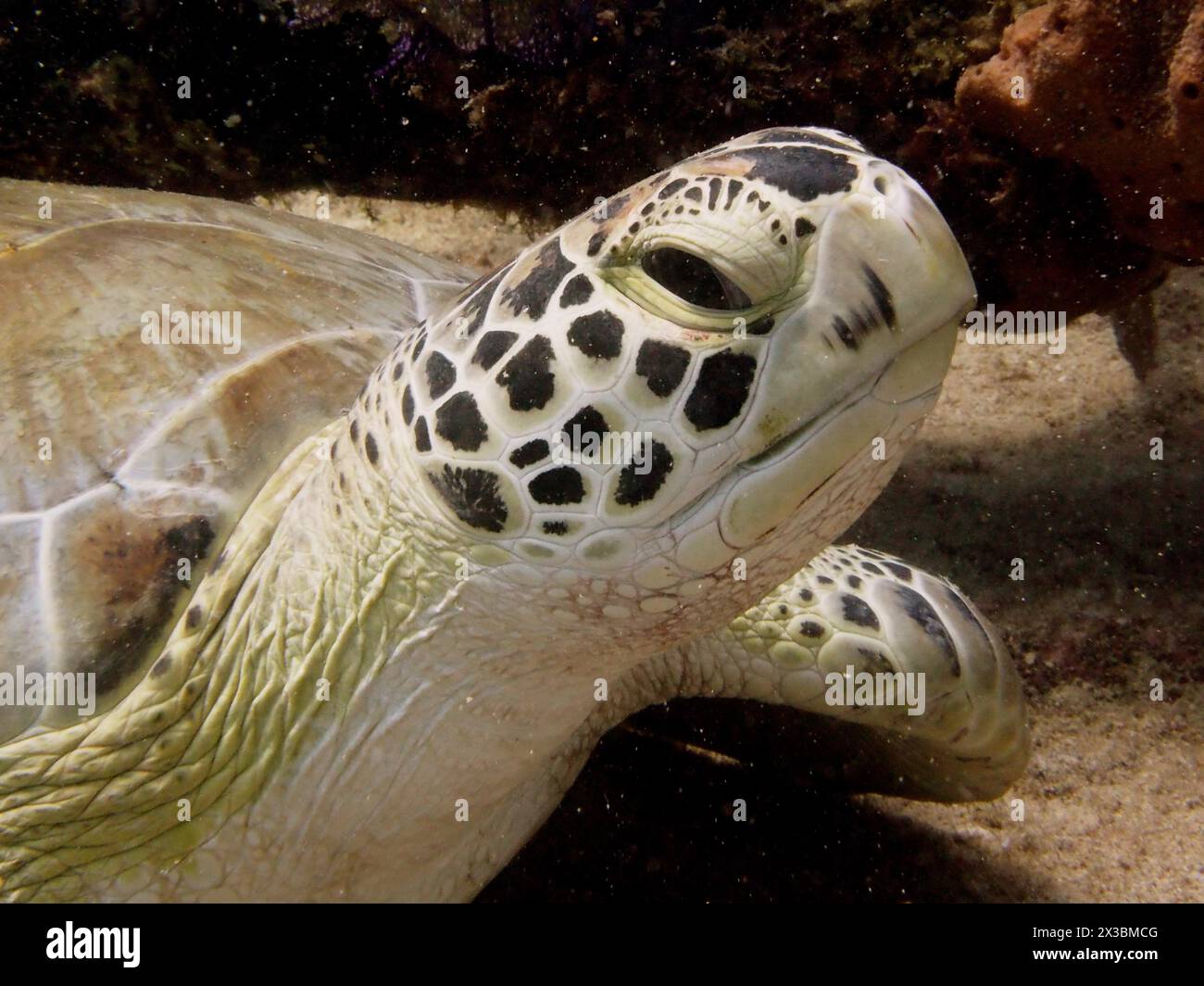 The head of a sea turtle, hawksbill turtle (Eretmochelys imbricata ...