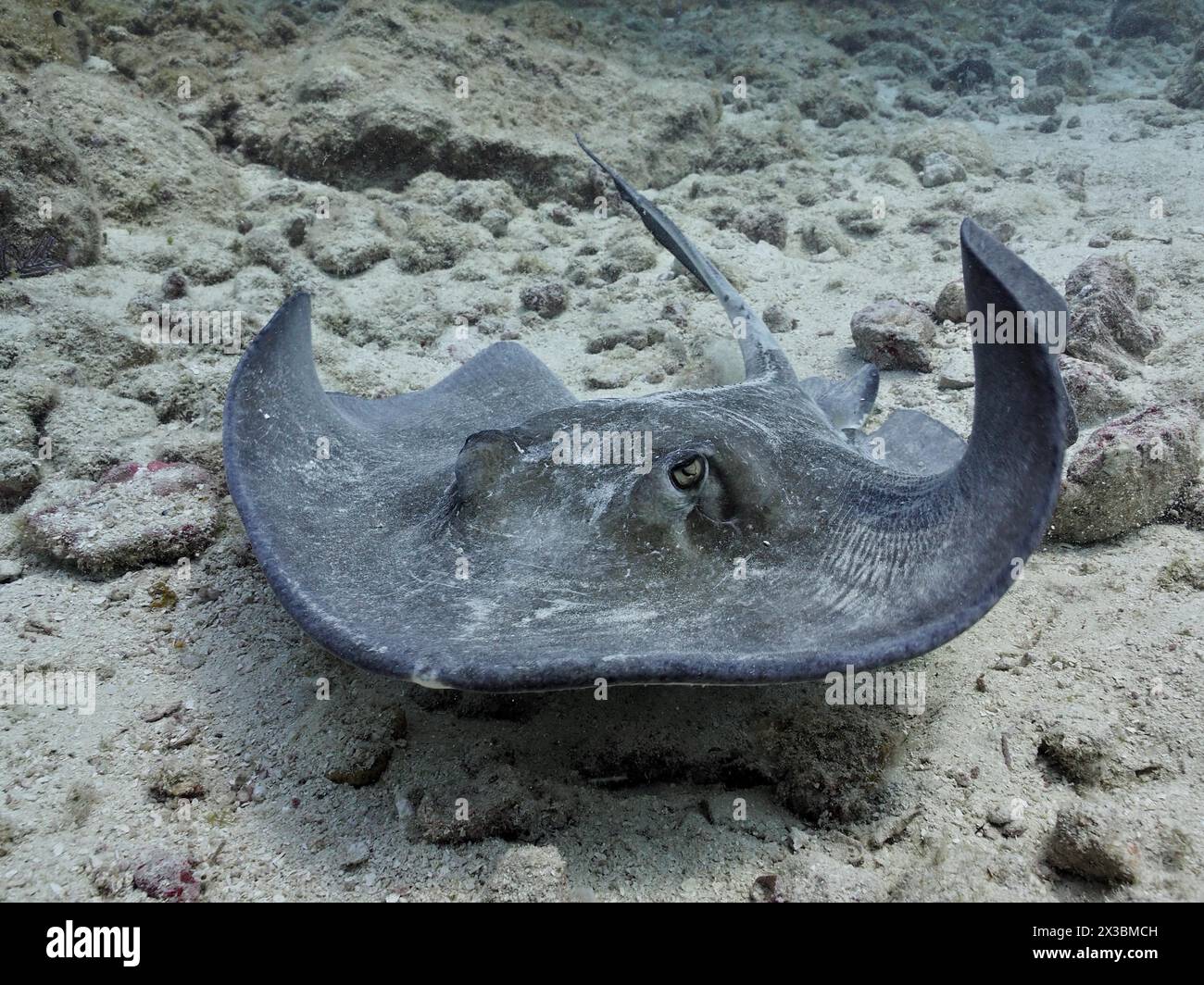 A ray, American stingray (Hypanus americanus), glides elegantly through ...