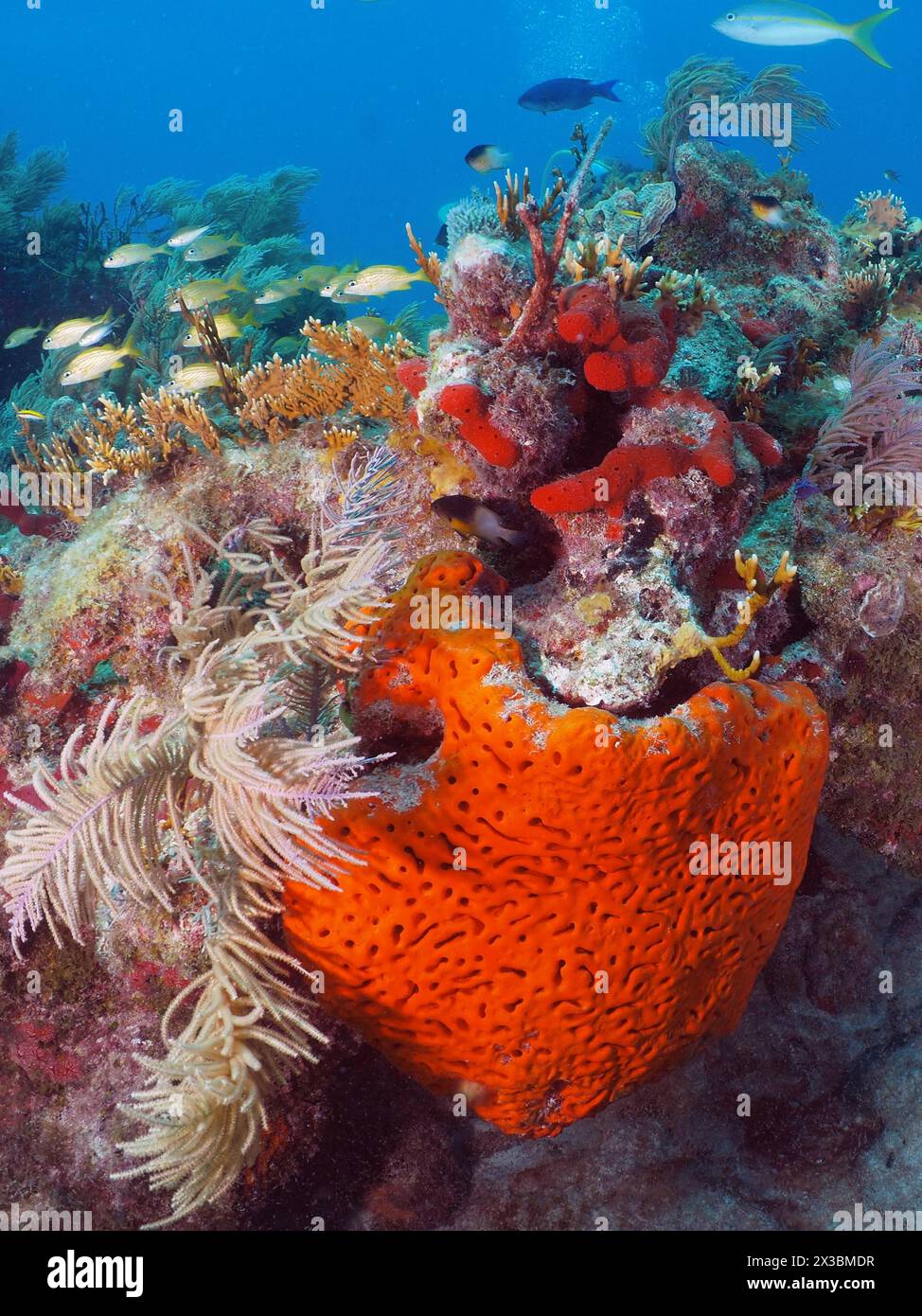 Tedania ignis hi-res stock photography and images - Alamy