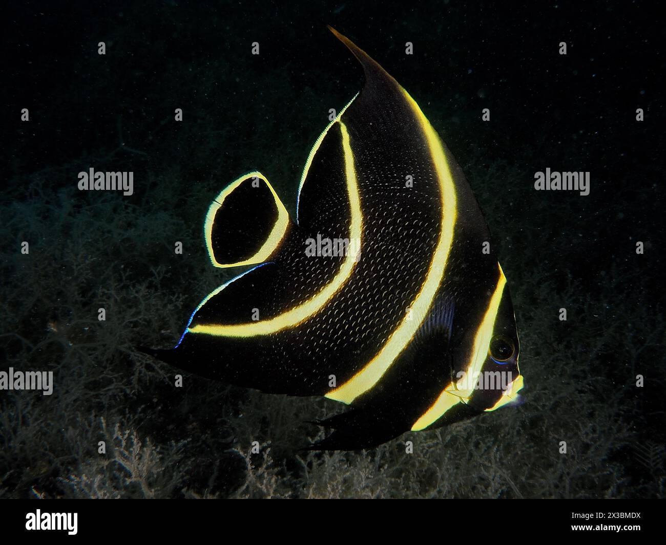 Black angelfish hi-res stock photography and images - Alamy
