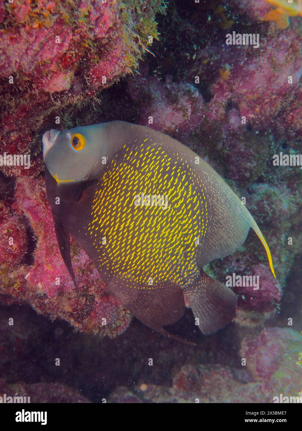 French angelfish (Pomacanthus paru), dive site John Pennekamp Coral ...