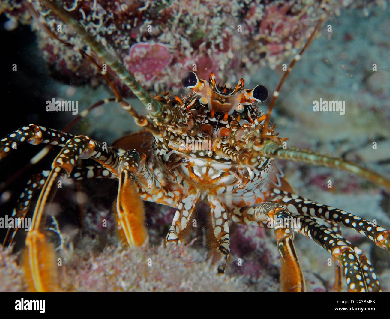 Spiny coral structure hi-res stock photography and images - Alamy