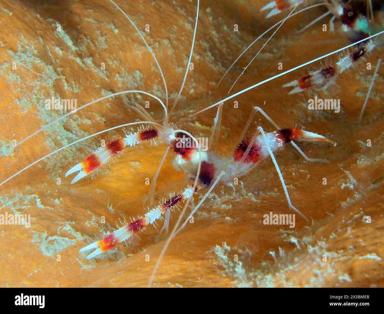 Banded coral shrimp (Stenopus hispidus), cleaner shrimp on orange tube ...