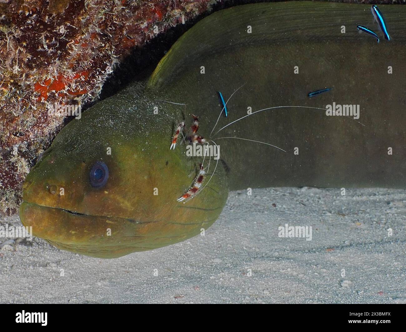 A moray eel with cleaning shrimps in a cramped underwater scene. green ...