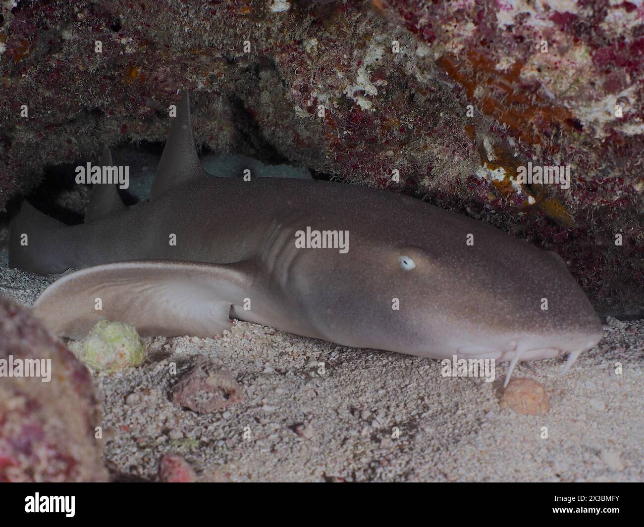 A resting shark, Atlantic nurse shark (Ginglymostoma cirratum), hidden ...