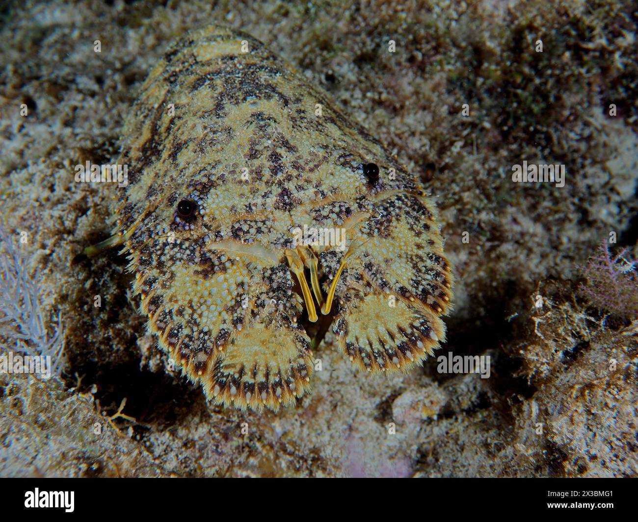 American baleen crab (Scyllarus americanus), dive site John Pennekamp ...