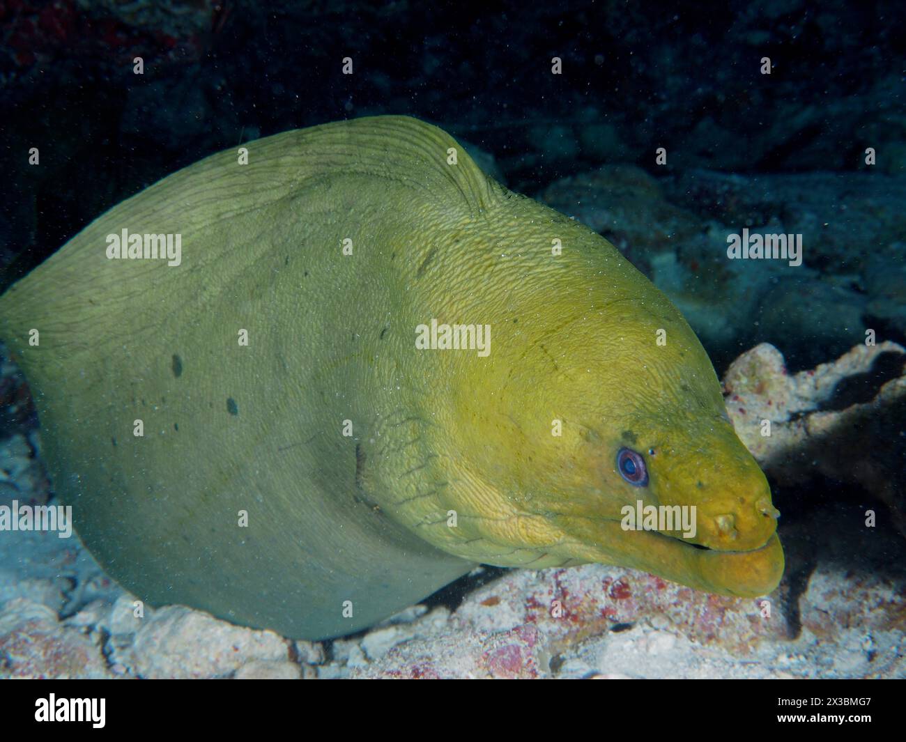 A green moray (Gymnothorax funebris) resting on the seabed, dive site ...