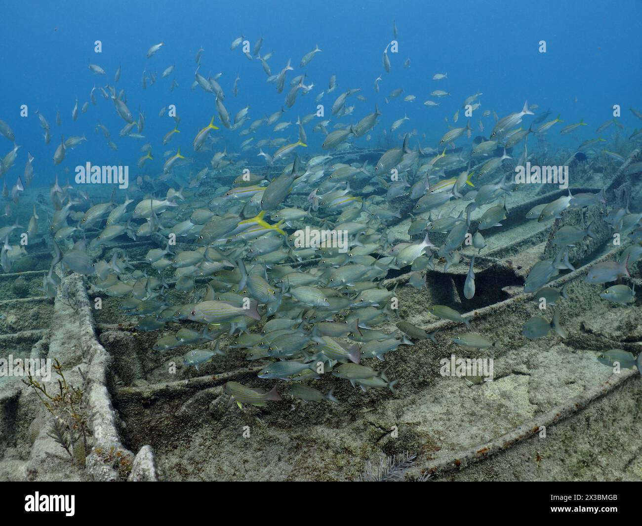 Coral reef fish shipwreck hi-res stock photography and images - Alamy