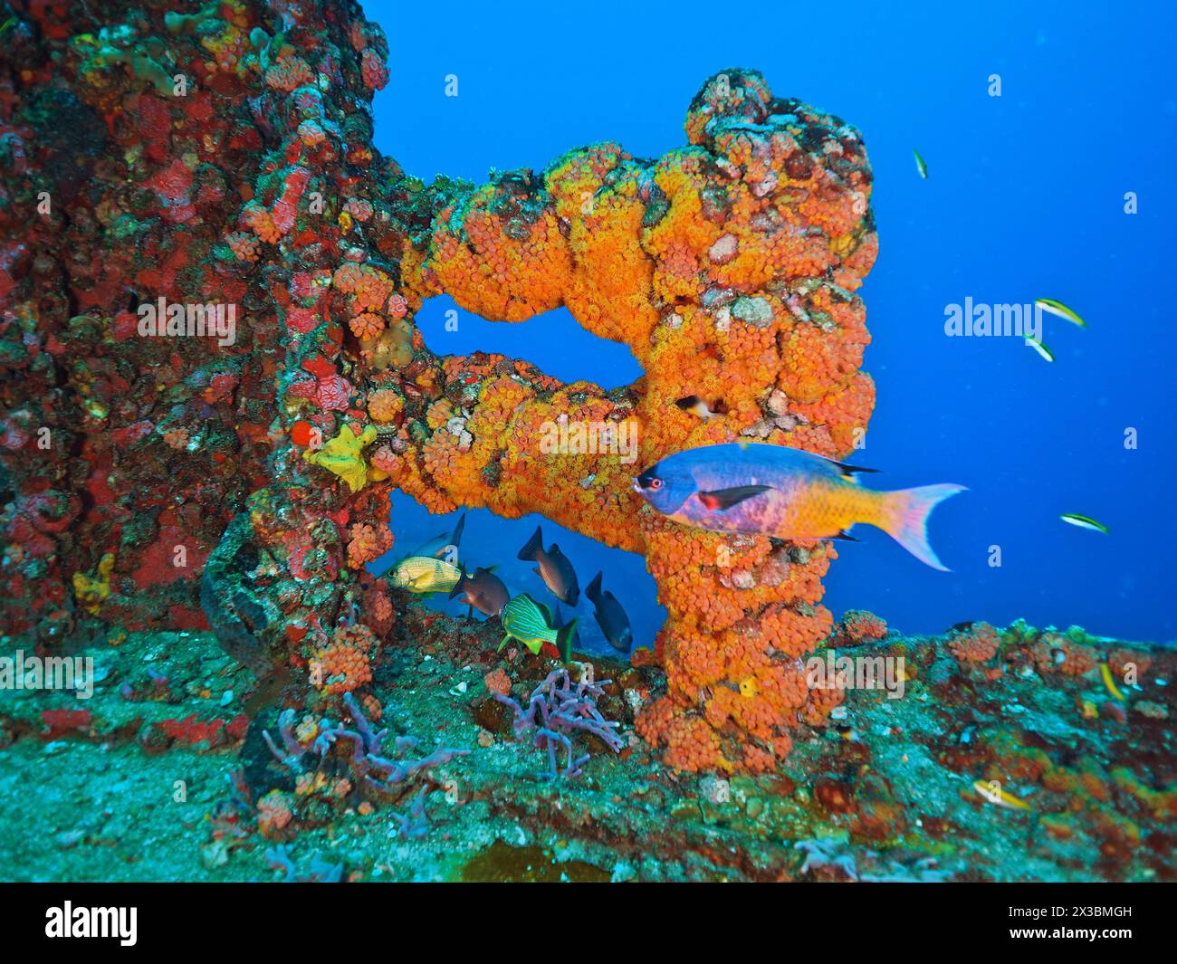 Railing overgrown with orange cup coral (Tubastraea coccinea) on the ...