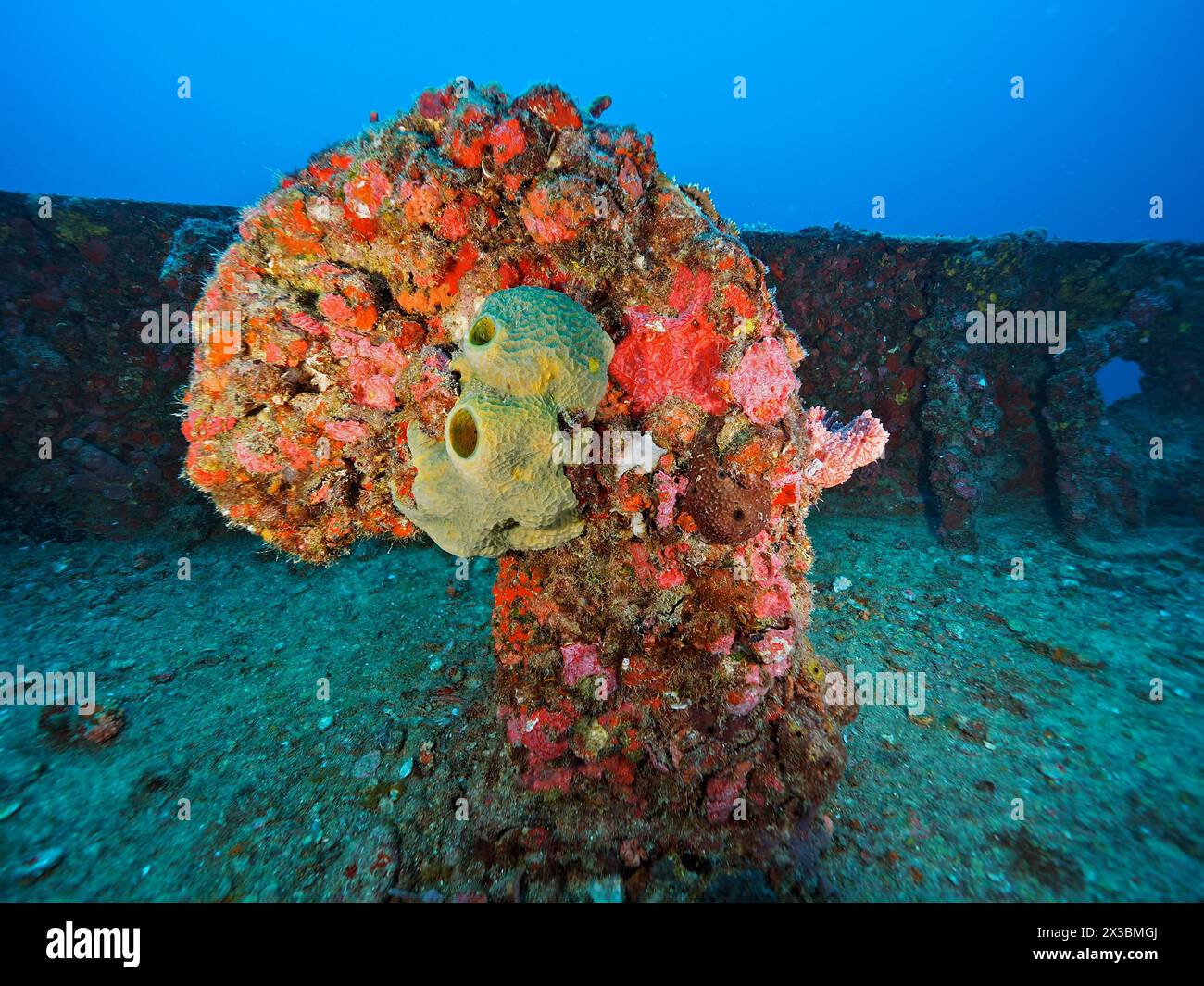 Sea sponge on a coral-covered ventilation pipe under water. Wreck of ...