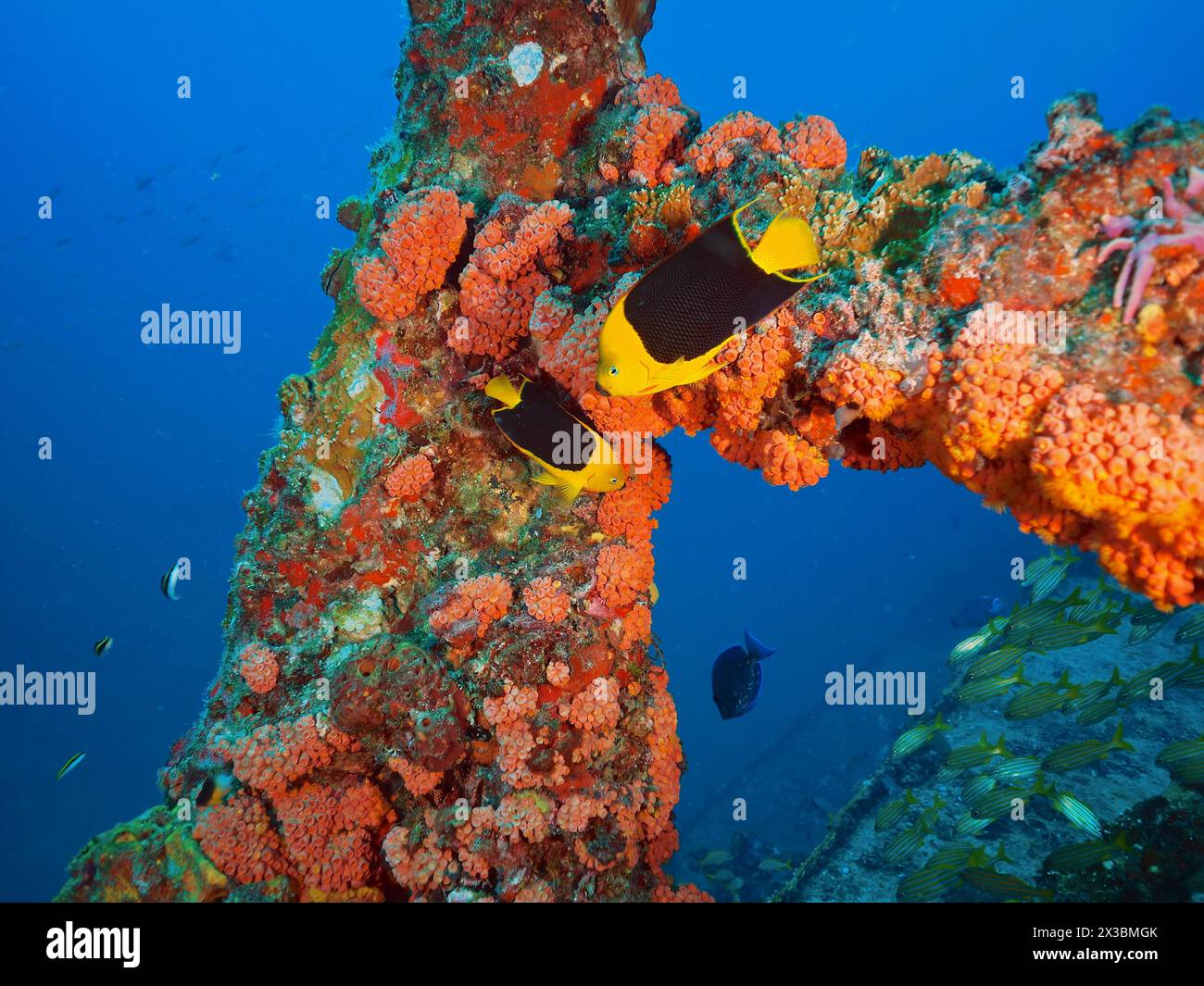 Bright orange corals, orange cup coral (Tubastraea coccinea), with ...