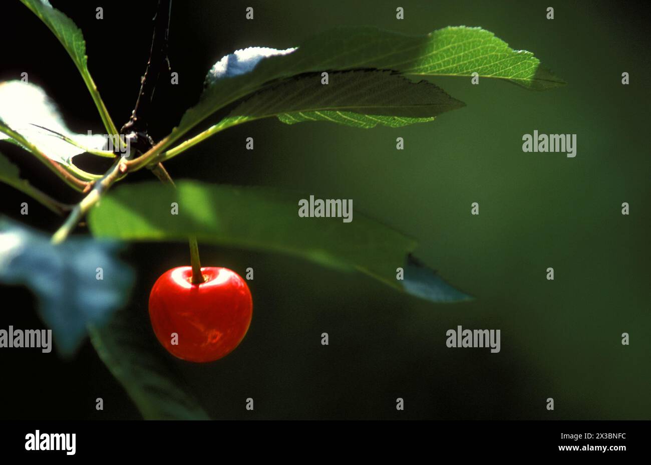 Red Cherry plant Stock Photo - Alamy