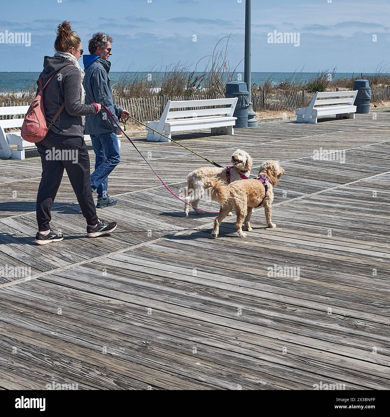 A couple enjoys an off season walk with their dogs along the Rehoboth ...