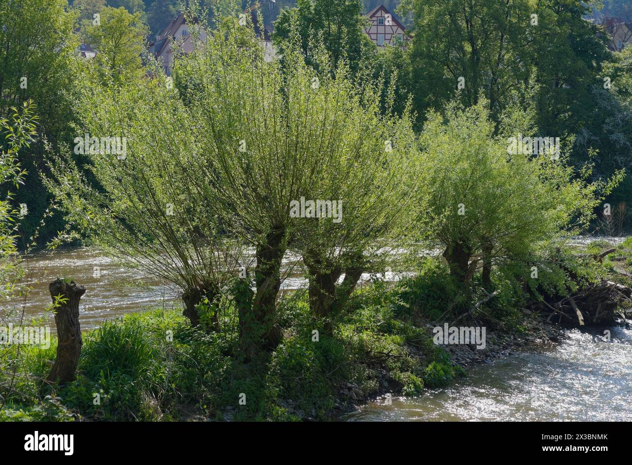 Willows on river island in spring dress, April, spring, willow, Salix ...