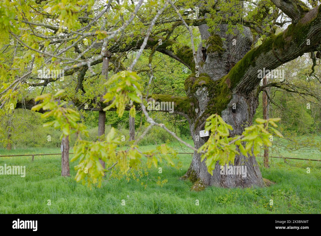 Natural monument Breit Eich, oak, Methuselah, spring, April ...