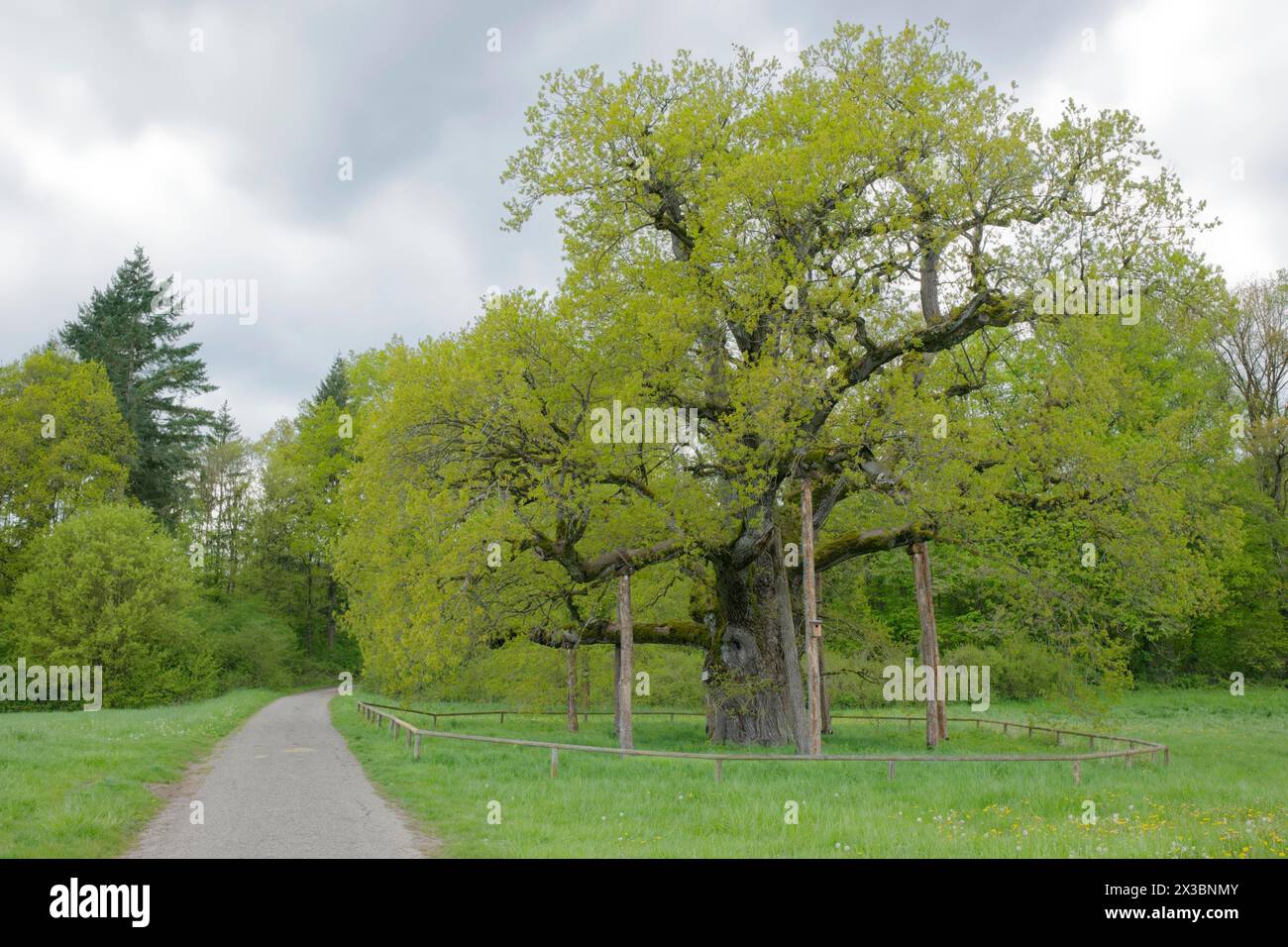 Natural monument Breit Eich, oak, Methuselah, spring, April ...