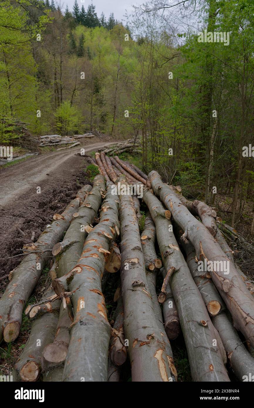 Felled beech wood, beech, forestry work, forest work, lumberjack ...
