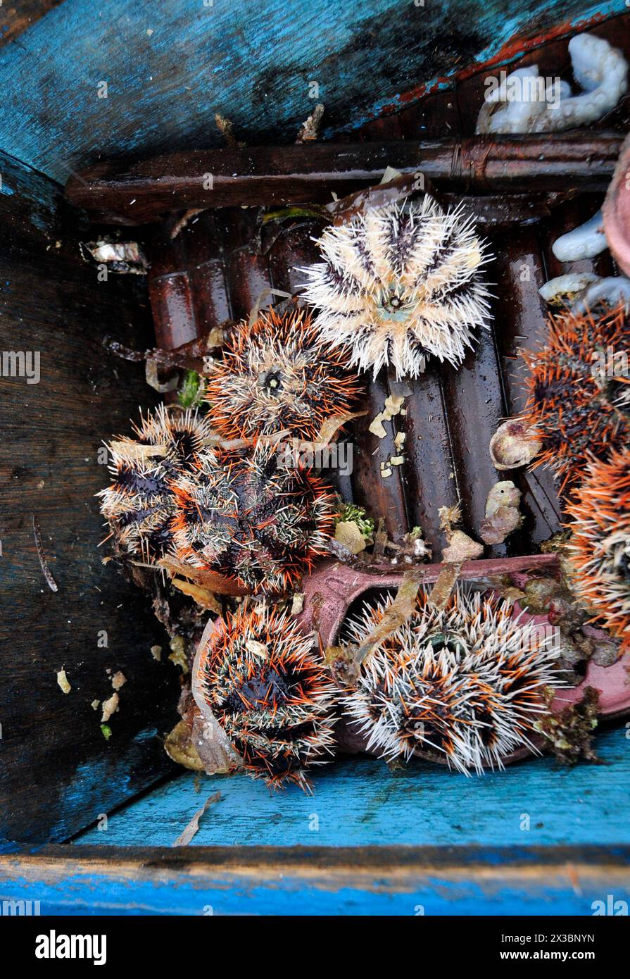 Sea Urchin fishing on a banca boat. Malapascua Island, Central Visayas ...