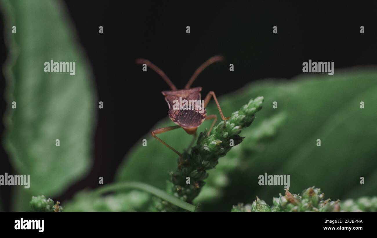 macro shots of rice bug on the spinach flower Stock Photo - Alamy