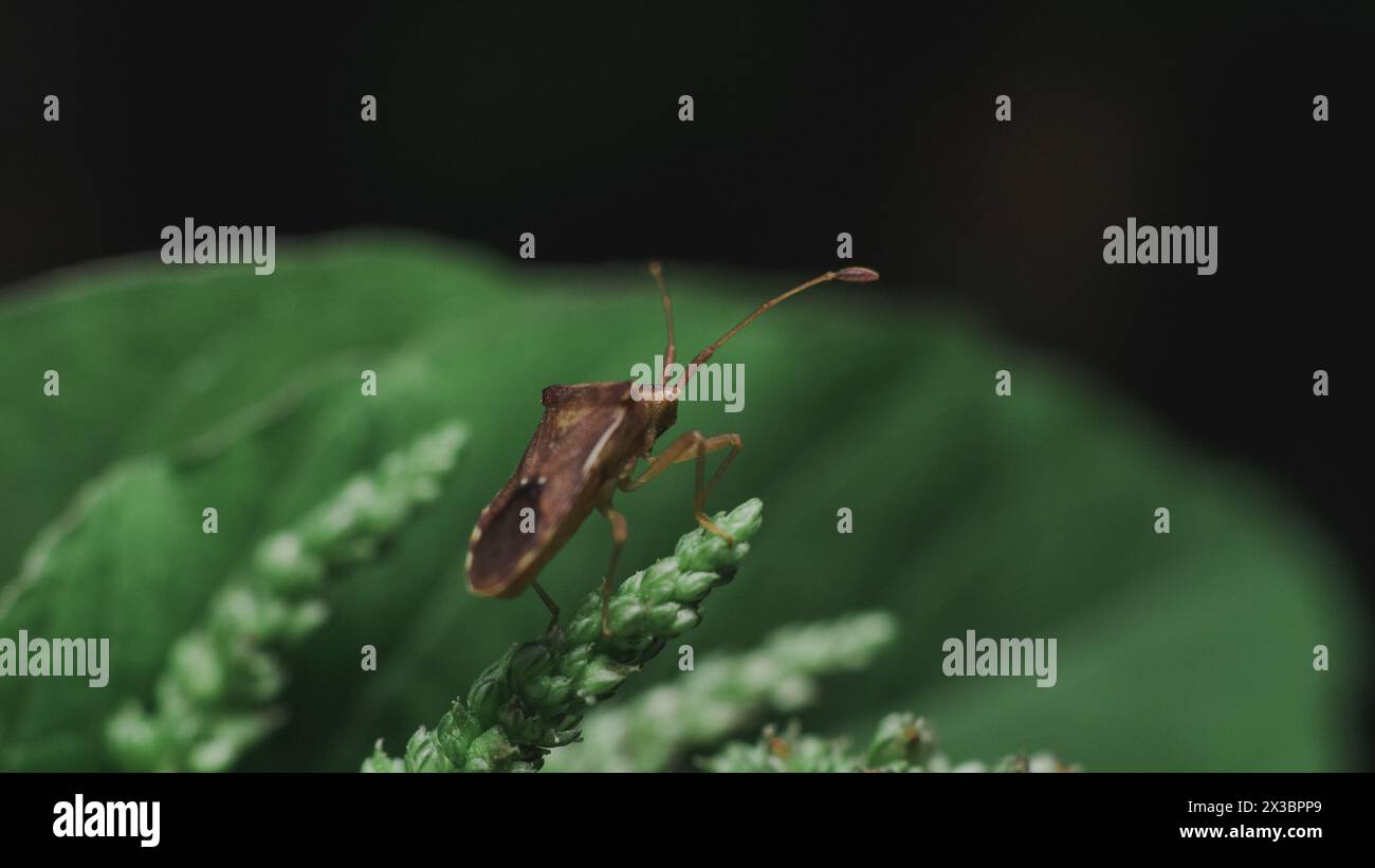 macro shots of rice bug on the spinach flower Stock Photo - Alamy