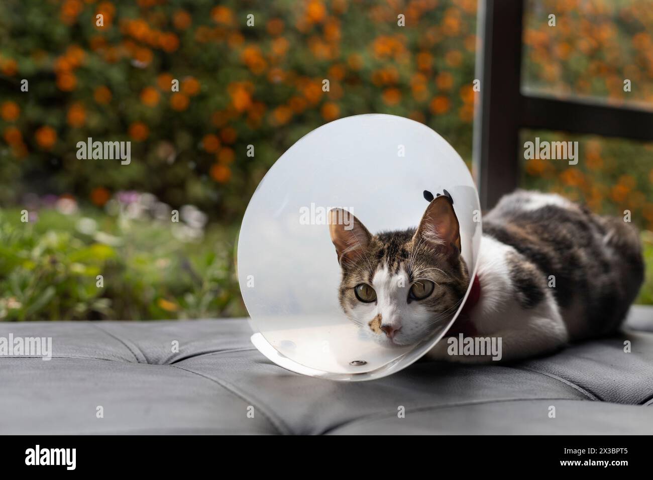 Sick cat hi-res stock photography and images - Alamy
