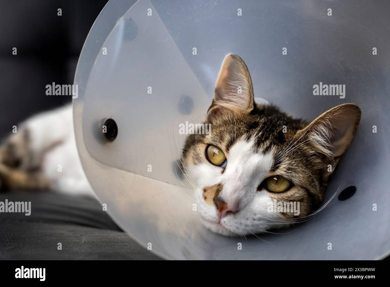 Sick cat with a plastic collar on its head to prevent the cat from ...