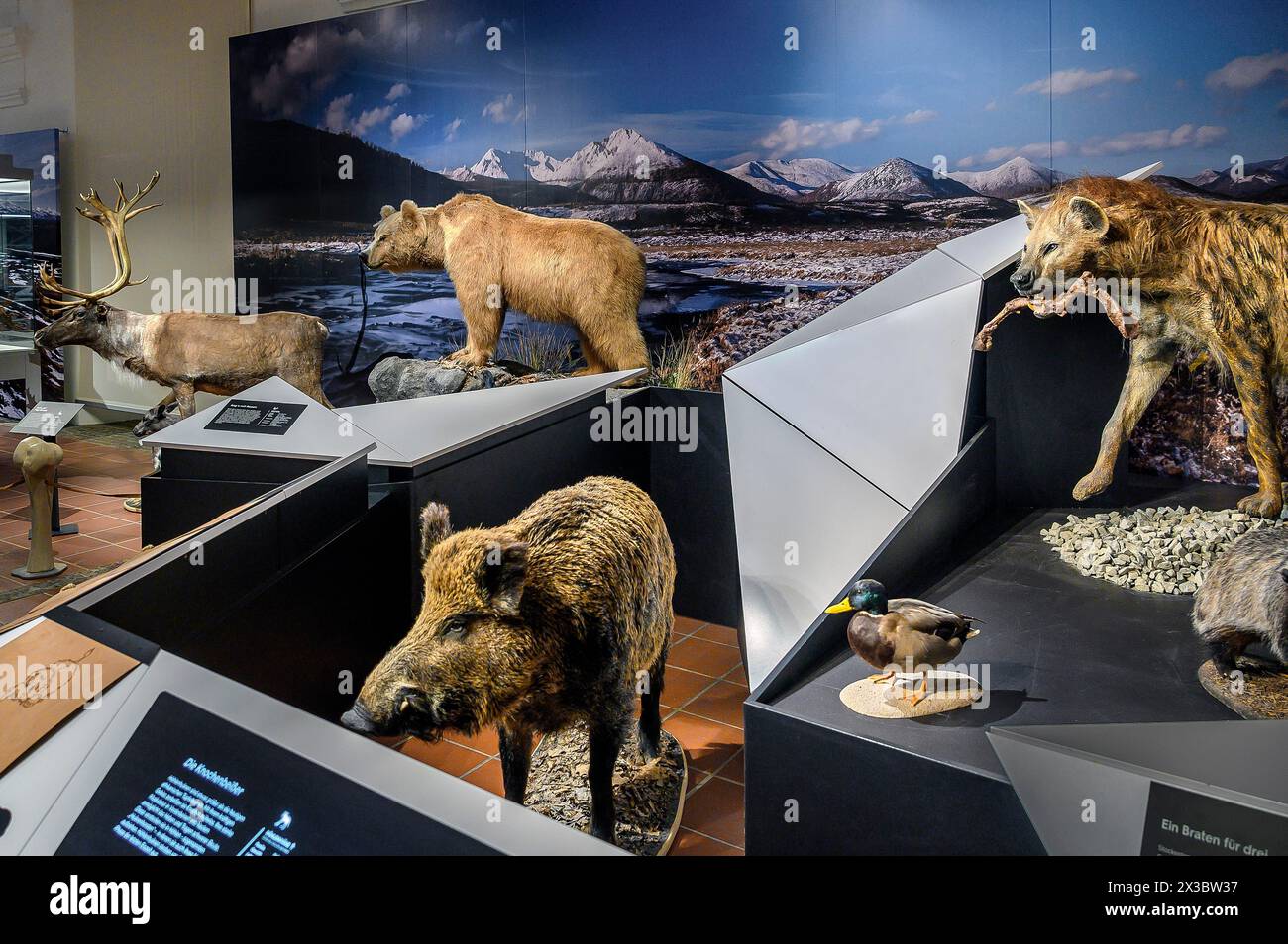 Ice Age Animals, Exhibition Ice Age Safari Allgaeu in the Marstall ...