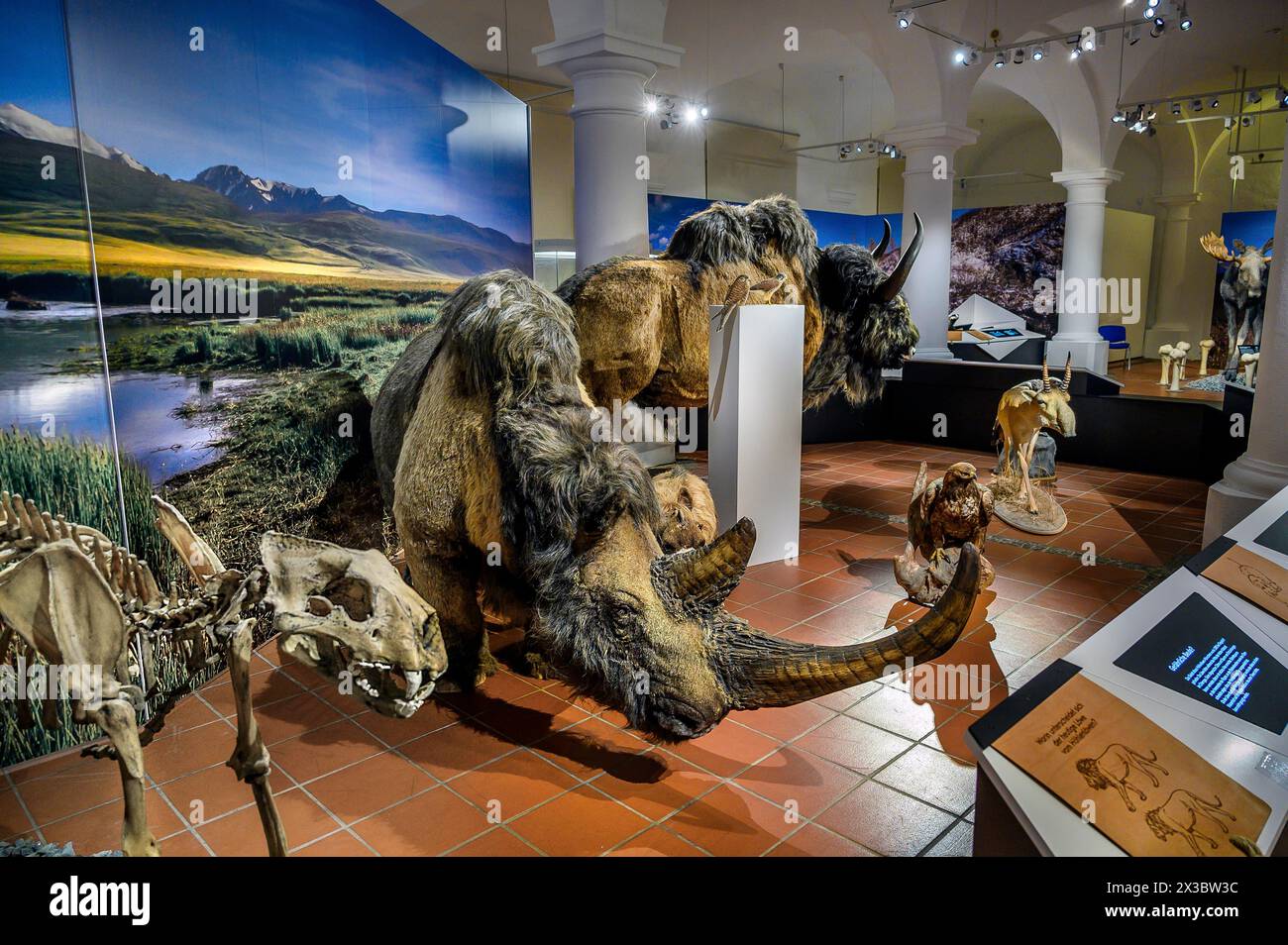 Woolly rhinoceros (Coelodonta antiquitatis) . with skeleton and other ...