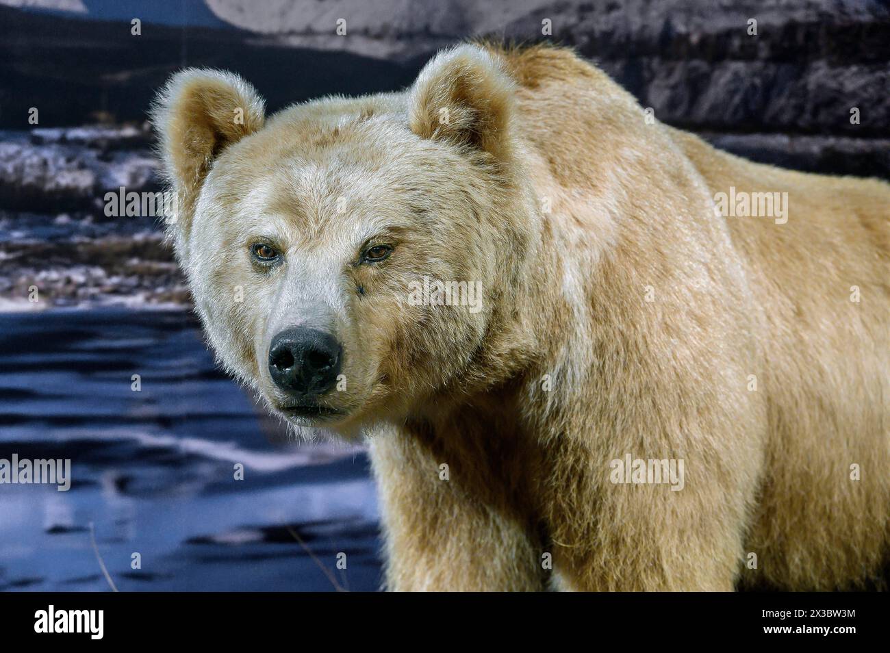 Ice Age brown bear (Ursus arctos), exhibition Ice Age Safari, Allgaeu ...