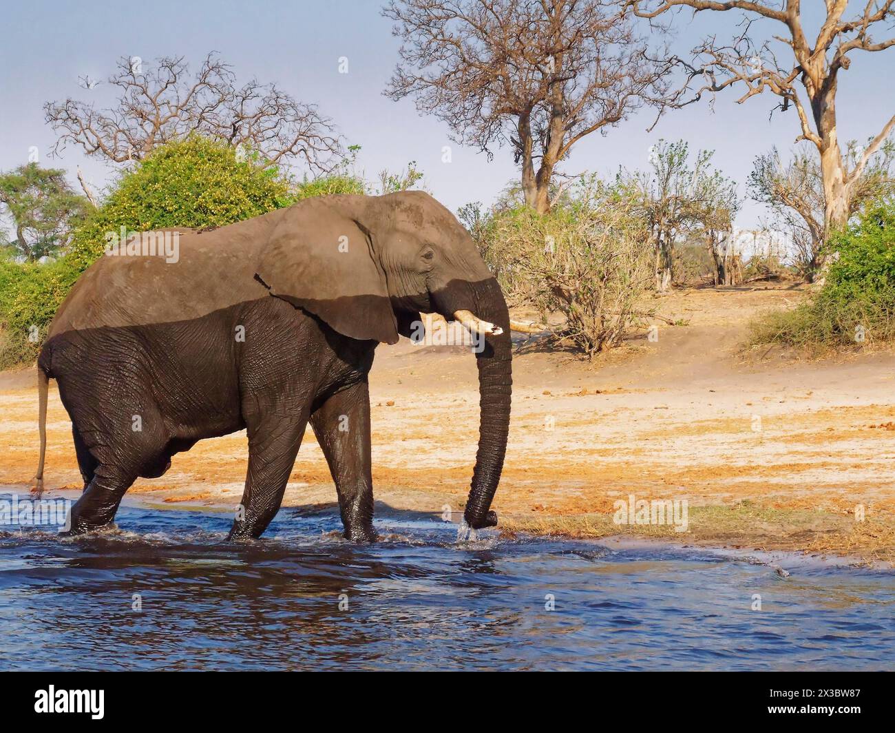 An elephant crosses the Chobe, the lower reaches of the Cuando River ...