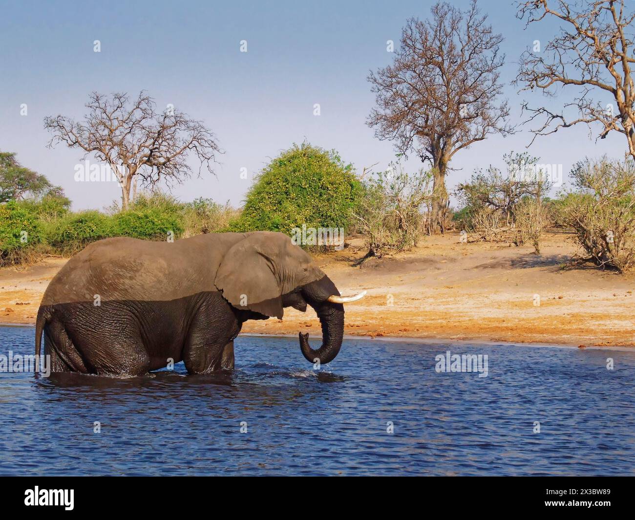 An elephant crosses the Chobe, the lower reaches of the Cuando River ...