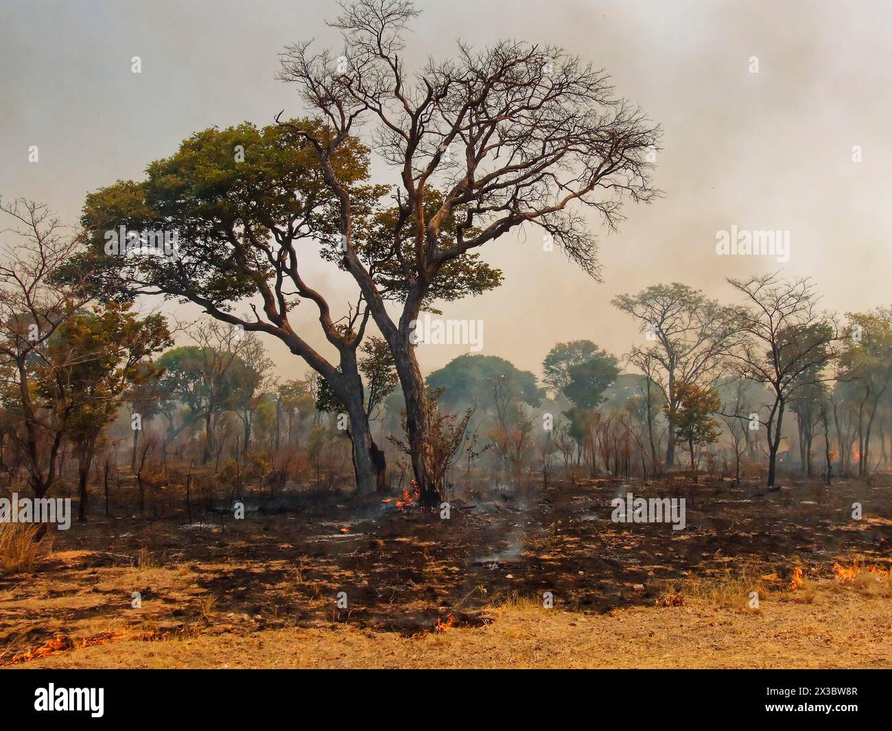 Bush fire, veld fire, in the Caprivi Strip in northern Namibia ...
