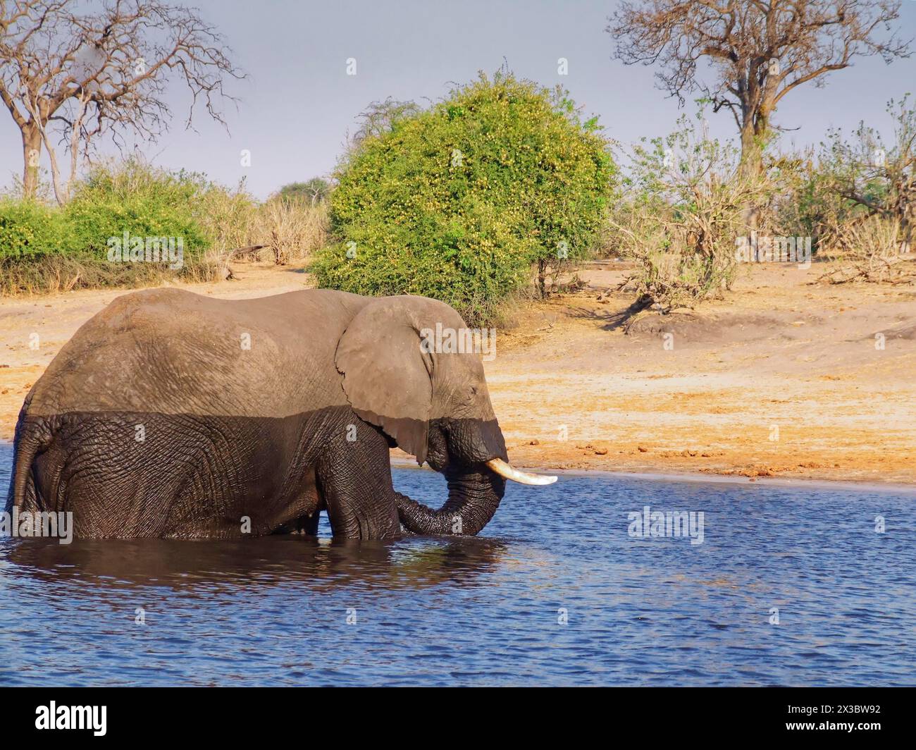 An elephant crosses the Chobe, the lower reaches of the Cuando River ...