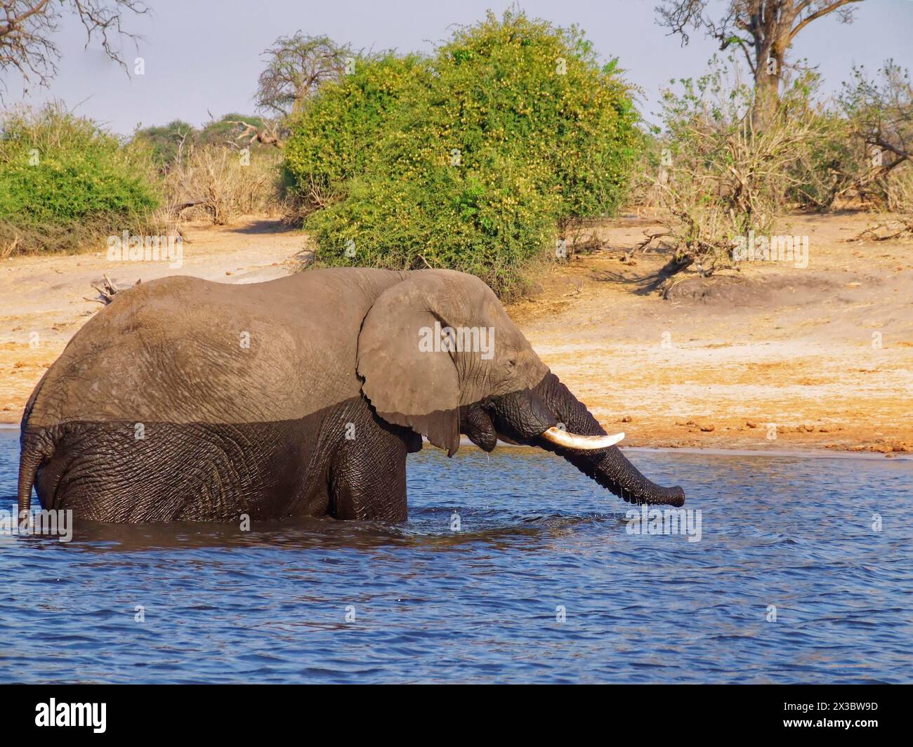 An elephant crosses the Chobe, the lower reaches of the Cuando River ...