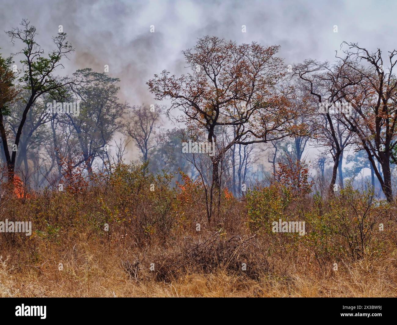 Veld fire hi-res stock photography and images - Alamy