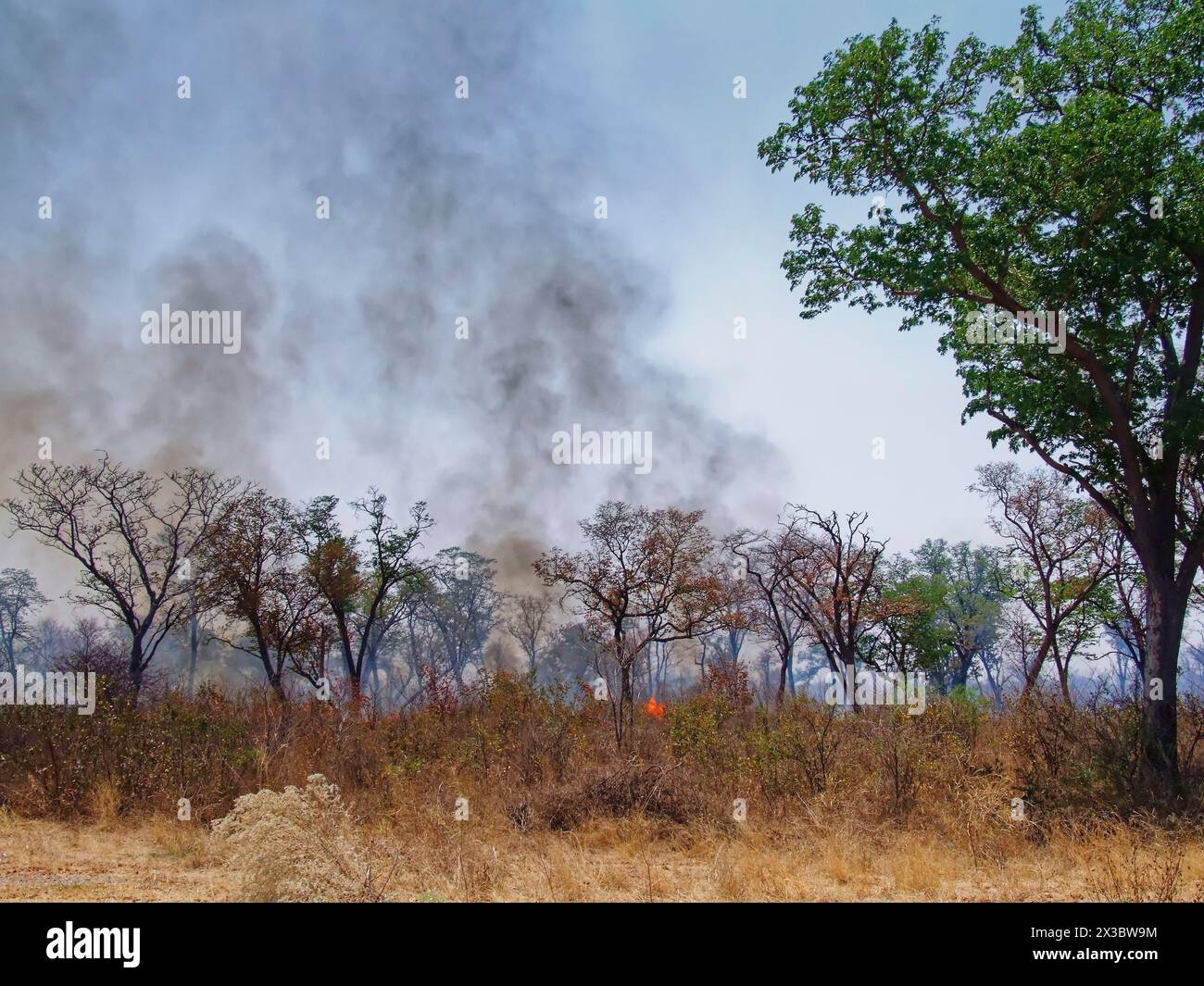 Bush fire, veld fire, in the Caprivi Strip in northern Namibia ...