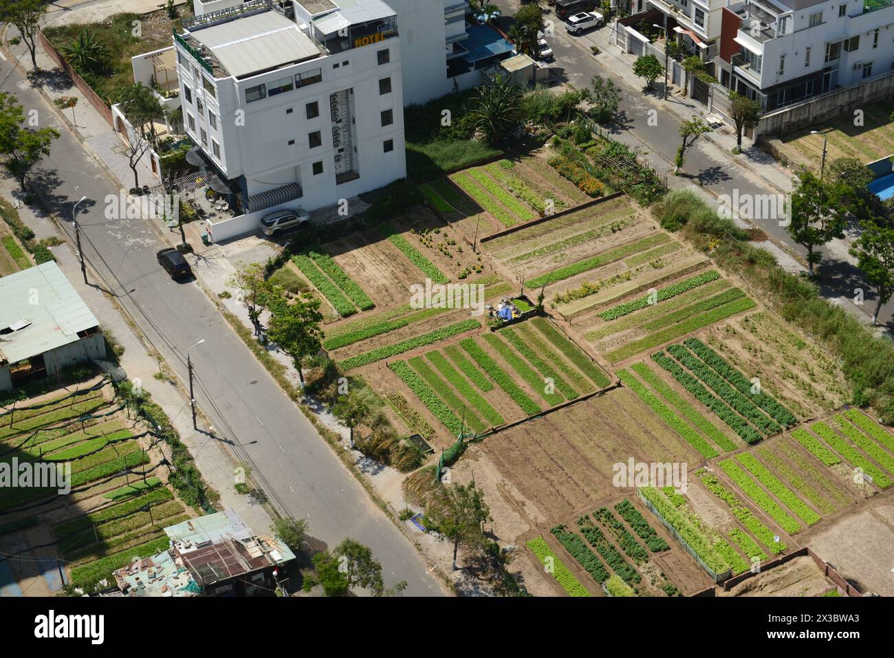 The changing urban landscape of Da Nang. More and more small farms give ...