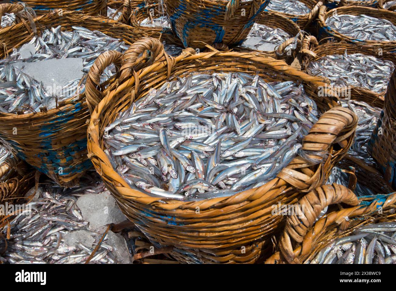 Catch of anchovies, anchovies in baskets by the sea near Mui Ne, Phan ...