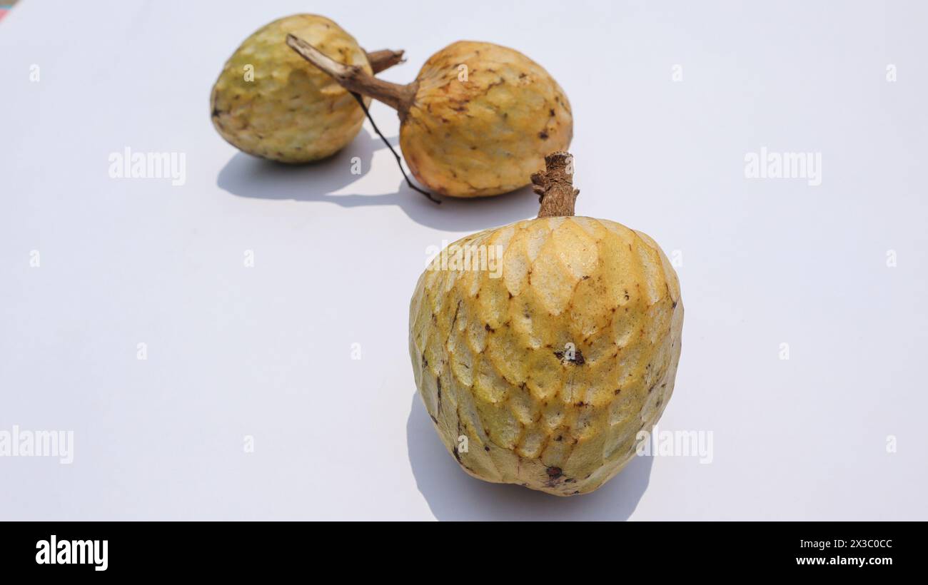 Ramphal also known as Wild sweetsop, annona reticulata, ram falwild ...