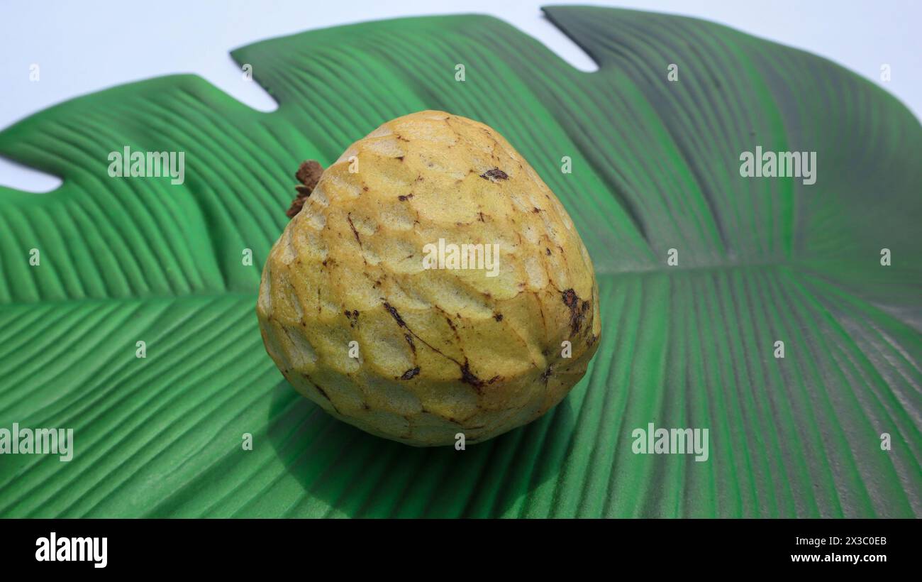 Ramphal also known as Wild sweetsop, annona reticulata, ram falwild ...