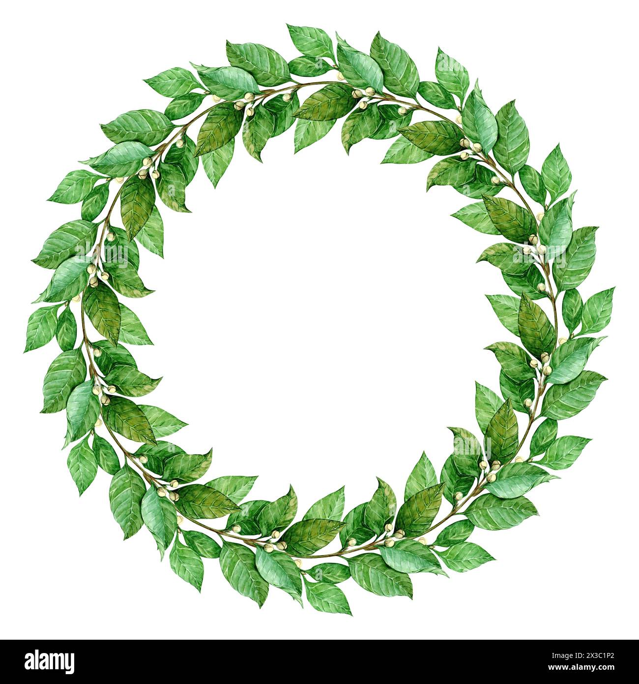 Laurel wreath. Round frame with green leaves. Hand drawn watercolor ...