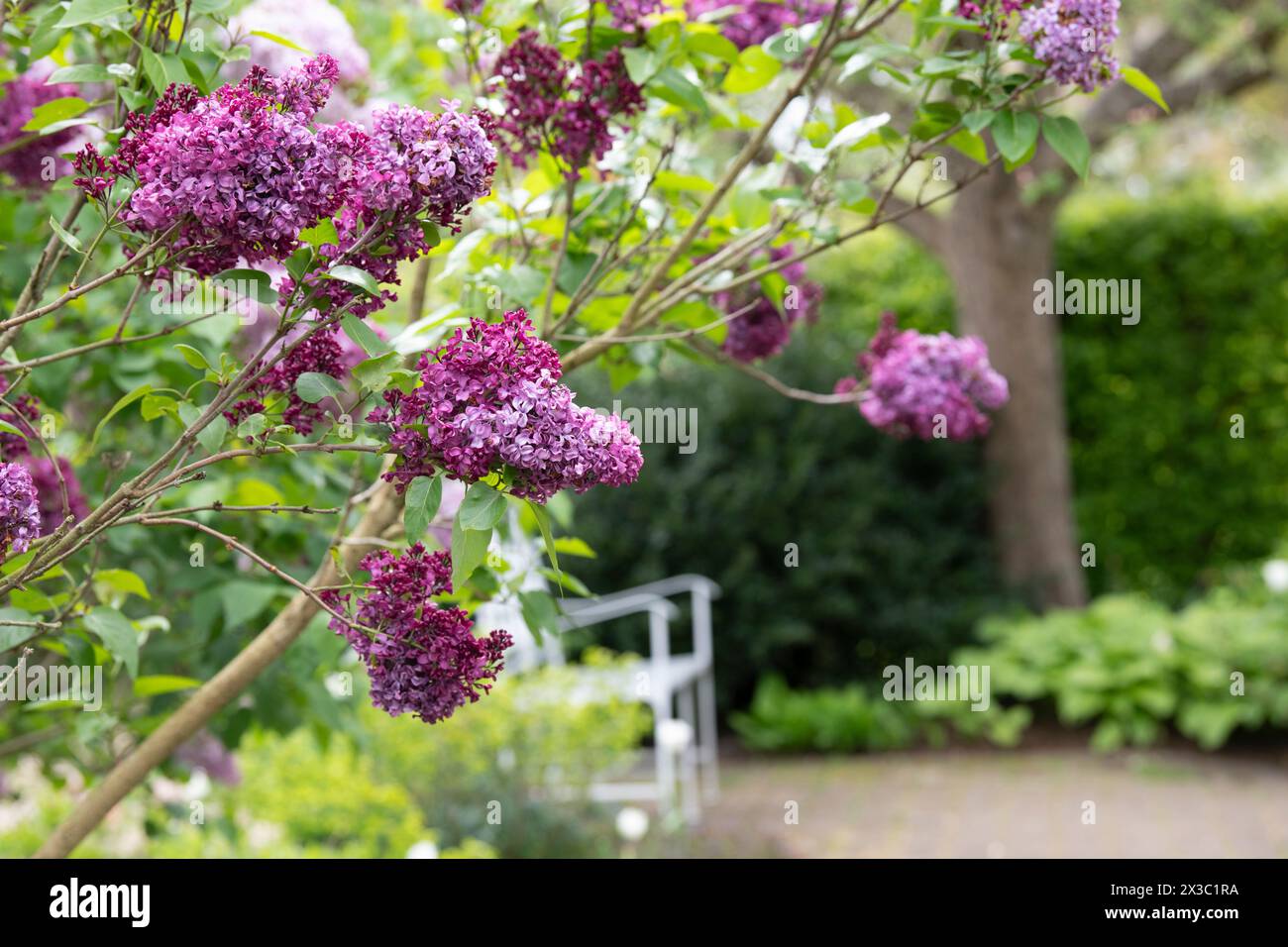 Syringa vulgaris 'Edith Braun'. Lilac Shrub in flower at RHS Wisley ...