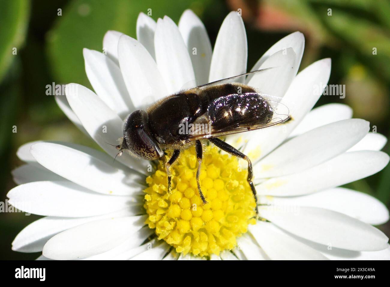 Hoverfly Eristalinus sepulchralis, family syrphidae on a flower of ...