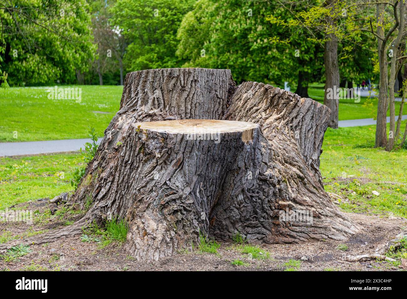 Dead oak tree without hi-res stock photography and images - Alamy
