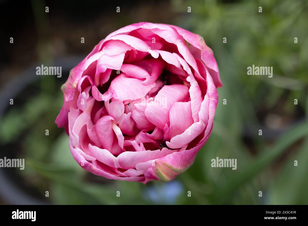 Tulip amazing grace bloom with green background Stock Photo - Alamy